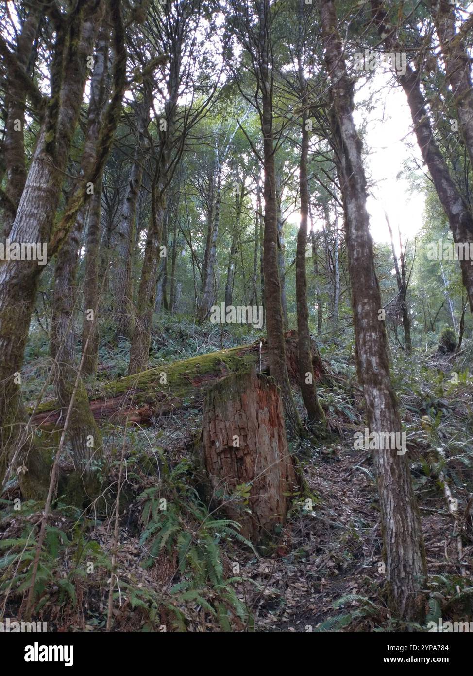 western sword fern (Polystichum munitum Stock Photo - Alamy