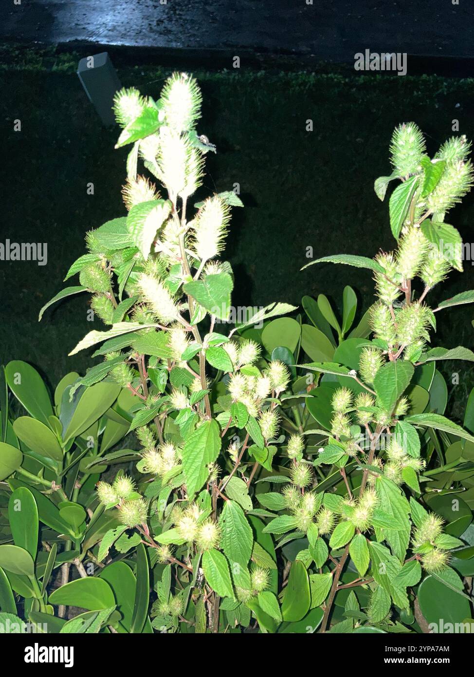 Field Copperleaf (Acalypha arvensis Stock Photo - Alamy