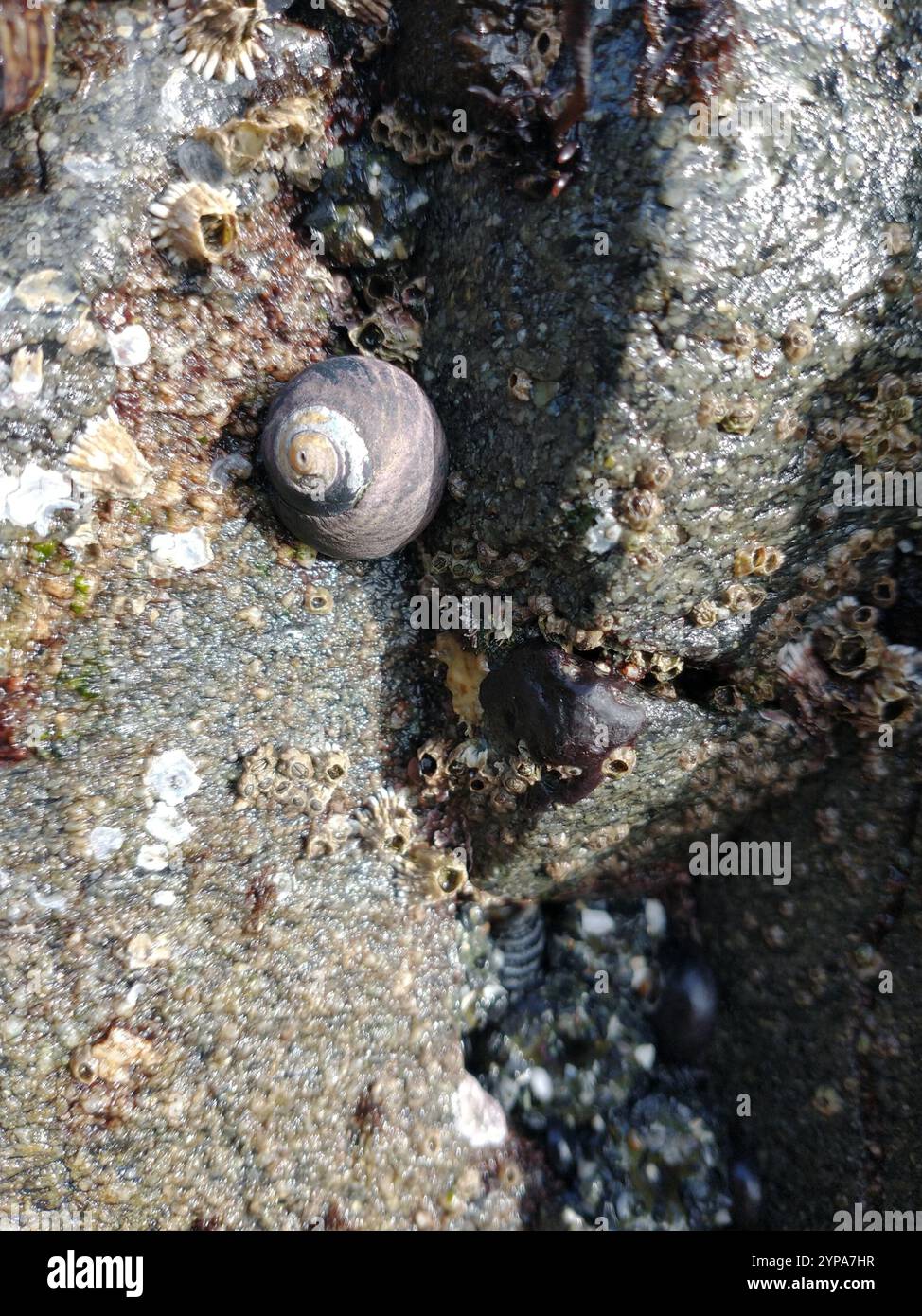 Black Tegula (Tegula funebralis Stock Photo - Alamy