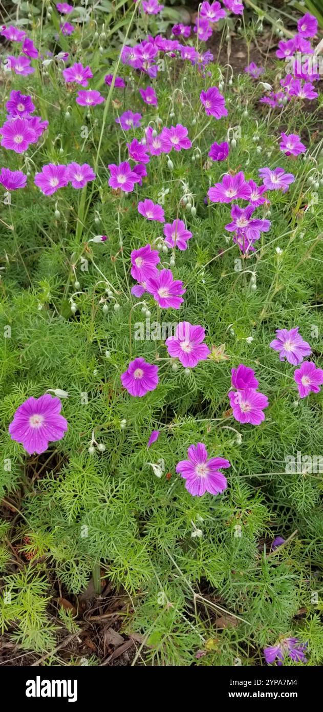 Geranium incanum hi-res stock photography and images - Alamy