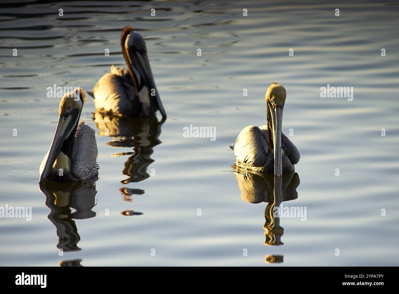 Placid water hi-res stock photography and images - Alamy