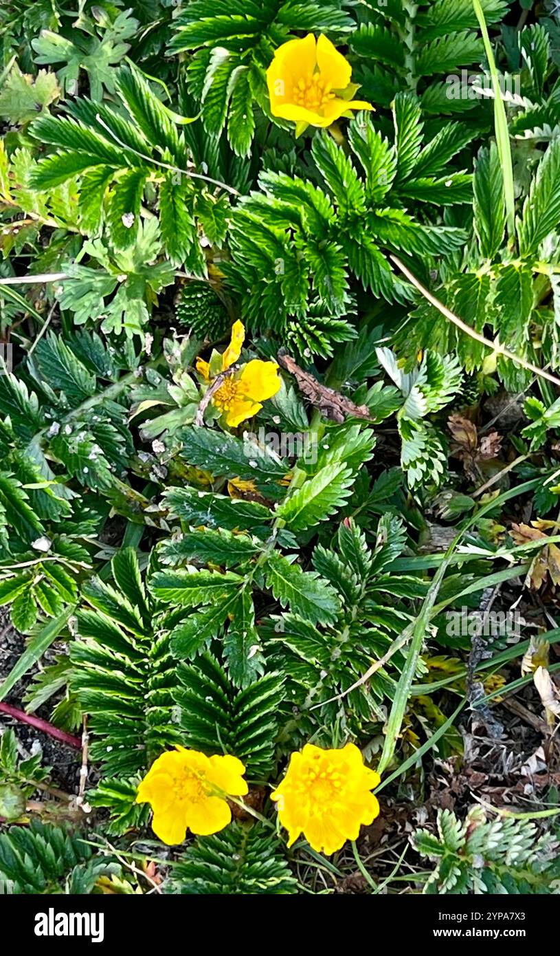 Pacific silverweed (Argentina pacifica Stock Photo - Alamy