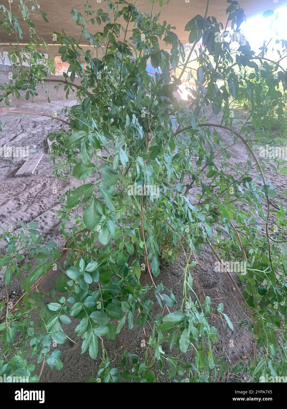 California Ash (Fraxinus dipetala Stock Photo - Alamy