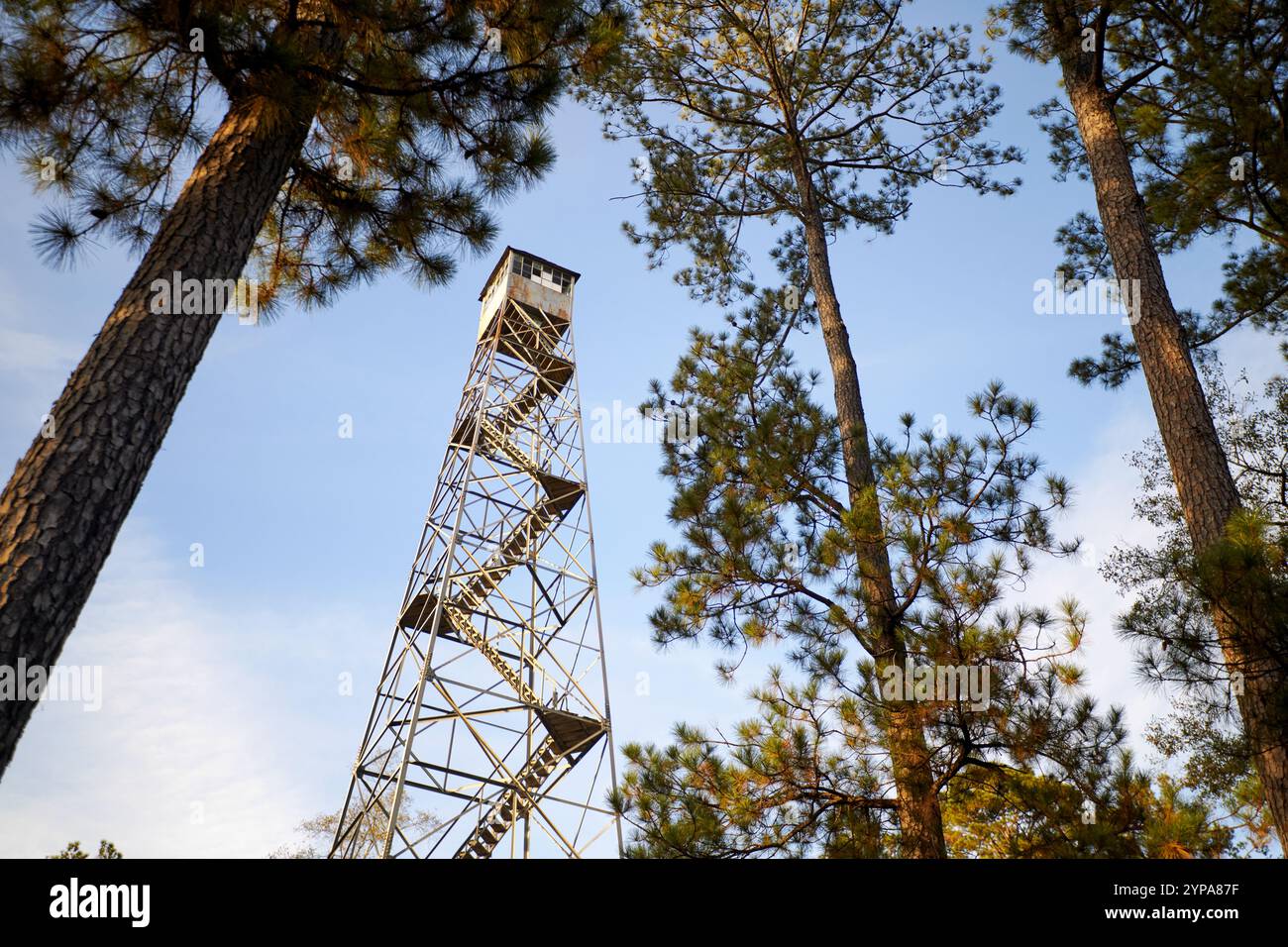 Pine tree stands tall hi-res stock photography and images - Alamy