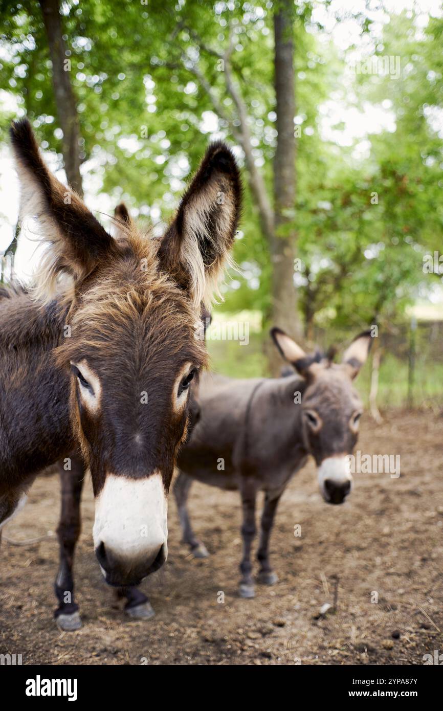 Two donkeys stand hi-res stock photography and images - Alamy