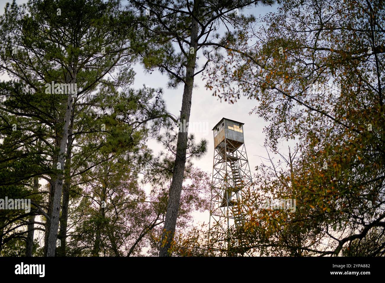 An fire observation tower stands tall among the pine trees Stock Photo ...