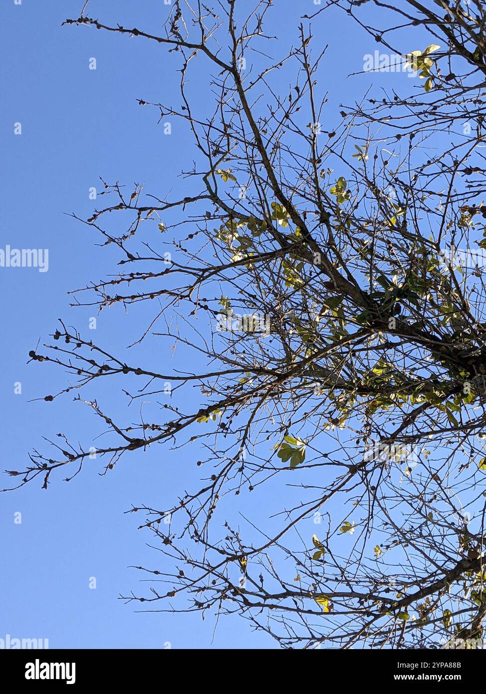 Southern Live Oak Stem Gall Wasp (Callirhytis quercusbatatoides Stock ...