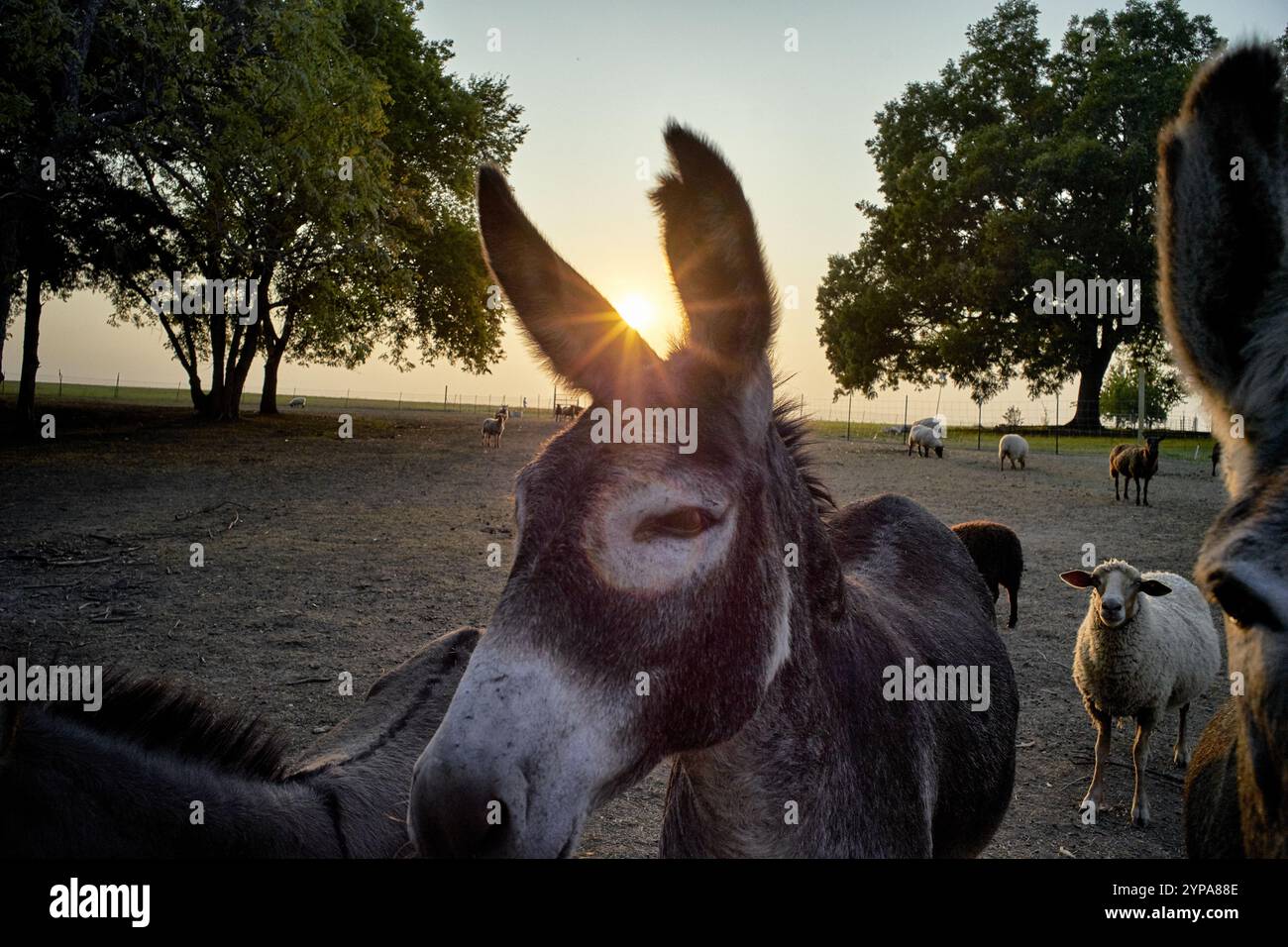 A group of donkeys and sheep enjoys the peaceful evening Stock Photo ...