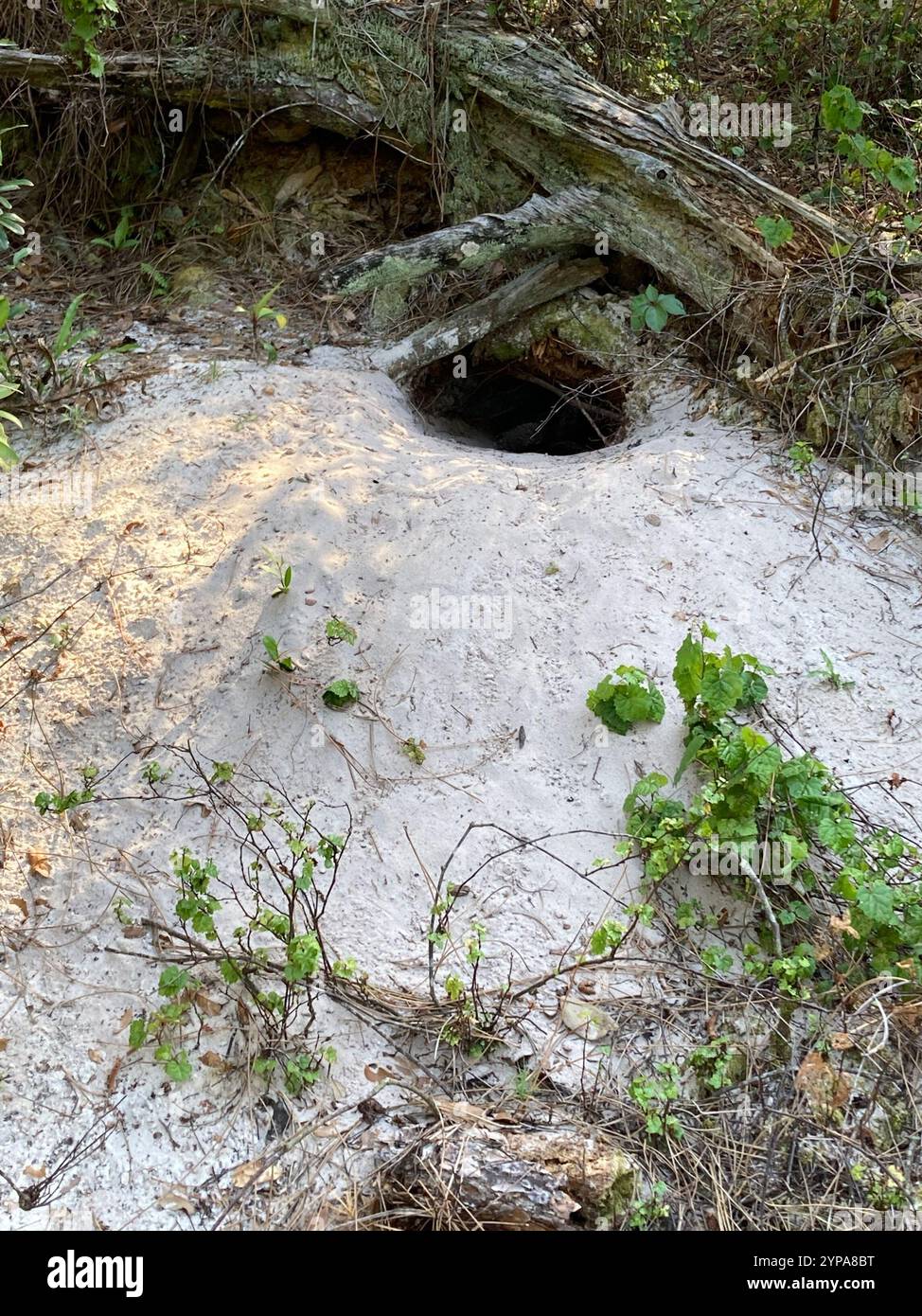 Gopher Tortoise (Gopherus polyphemus Stock Photo - Alamy