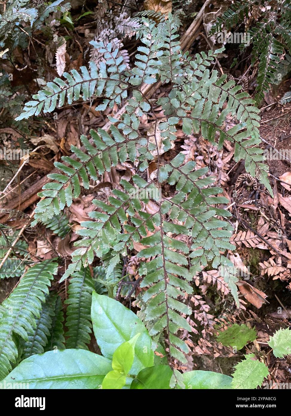 New Zealand Maidenhair Fern (Adiantum fulvum Stock Photo - Alamy