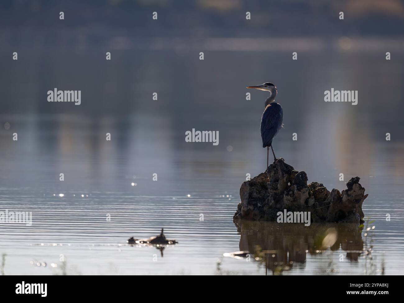 Migratory bird hunting france hi-res stock photography and images - Alamy