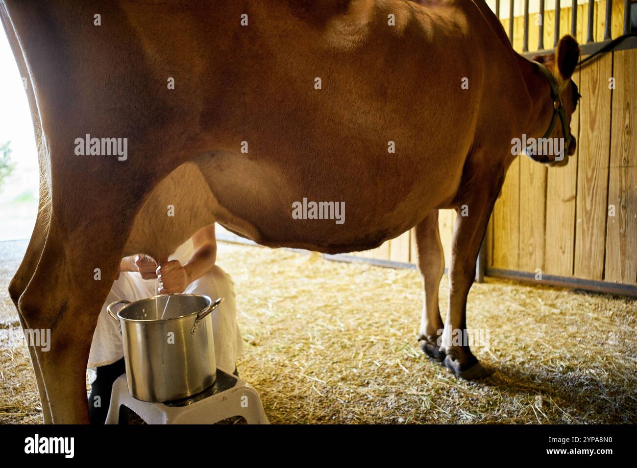 Traditional milking cow hi-res stock photography and images - Alamy