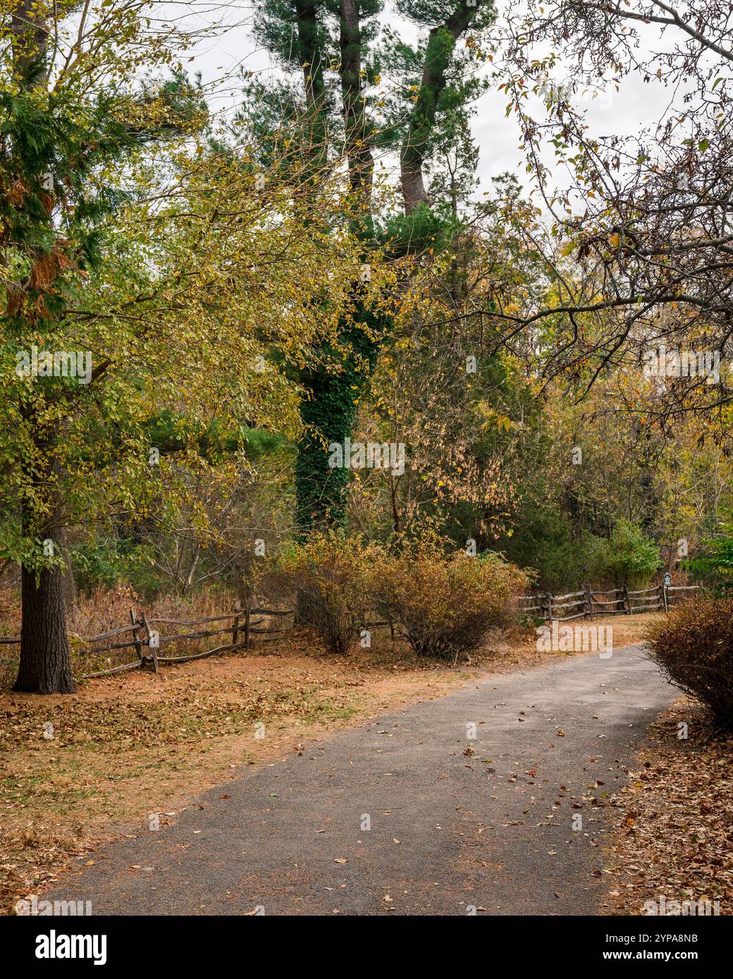 Cloudy day with red yellow autumn trees hi-res stock photography and ...
