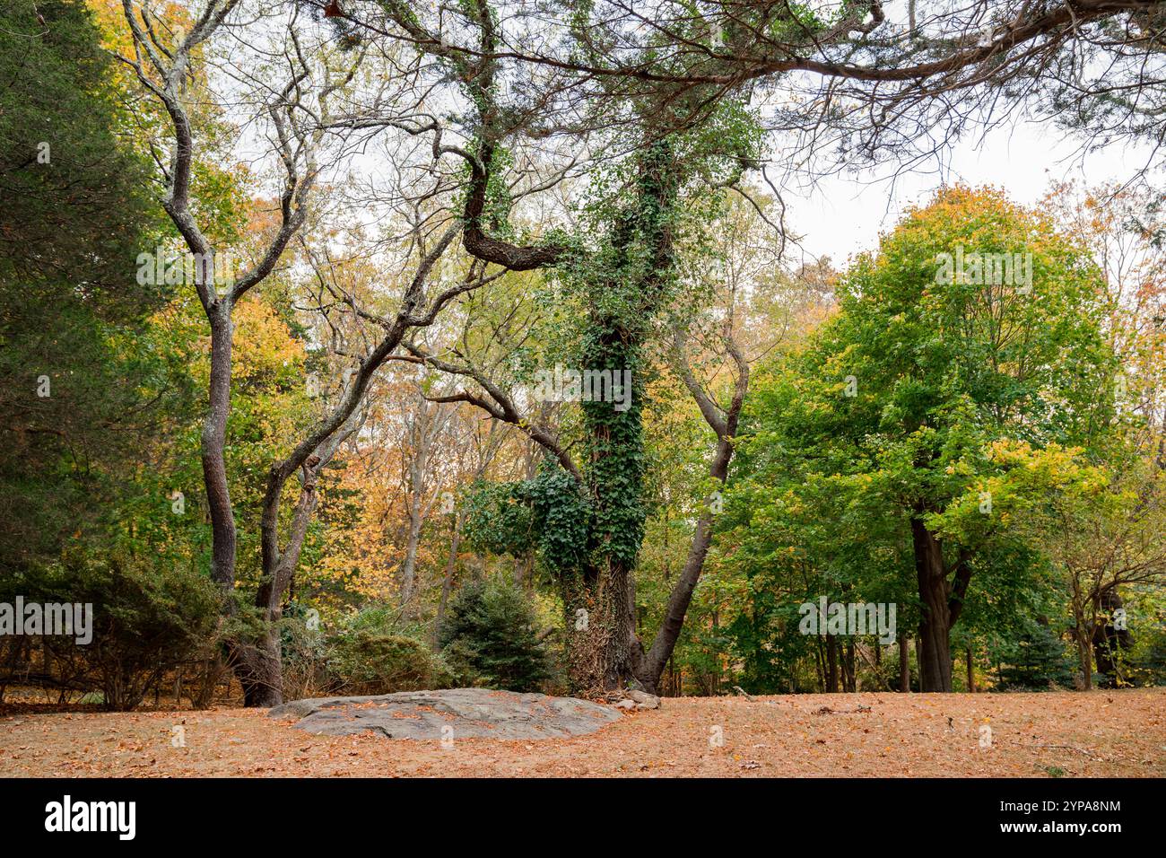 Three trees growing tall in woods in the fall full of foliage Stock ...