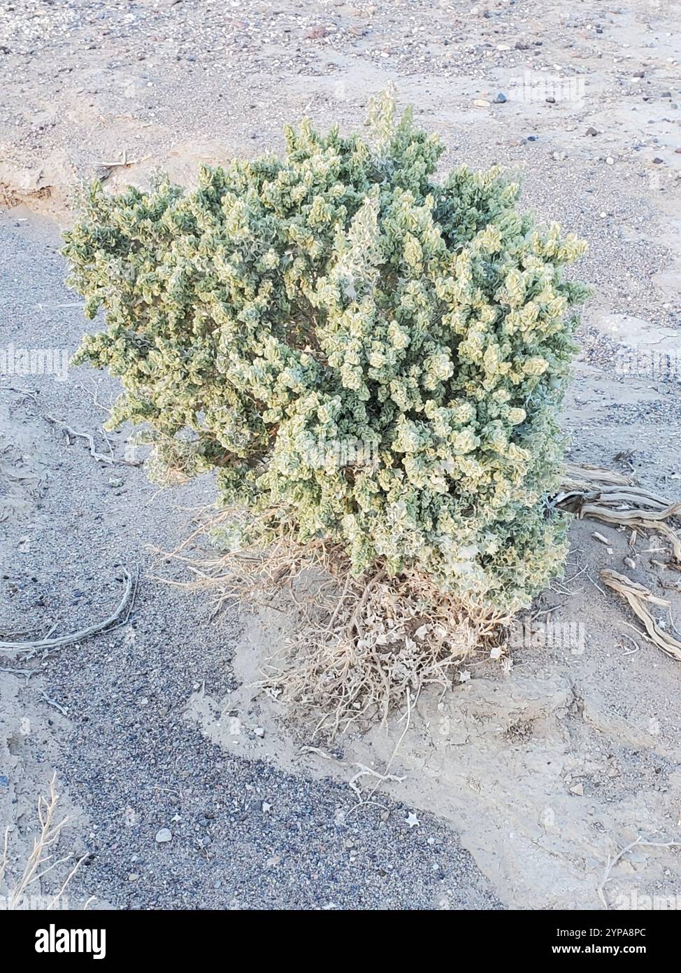 Desert Holly (Atriplex hymenelytra Stock Photo - Alamy