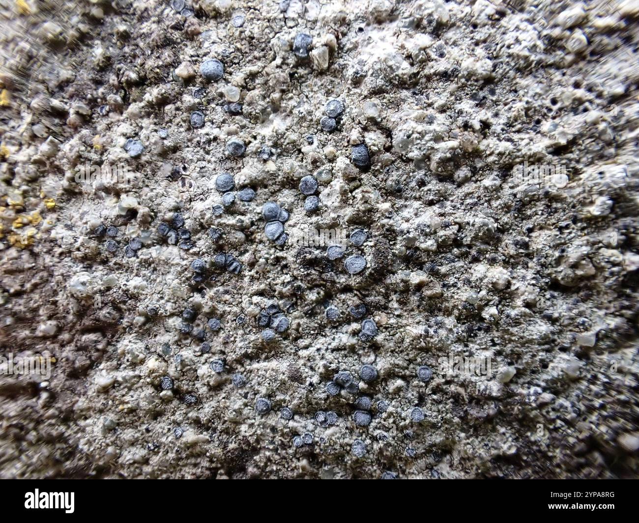 Frosted Grain-spored Lichen (Sarcogyne regularis Stock Photo - Alamy