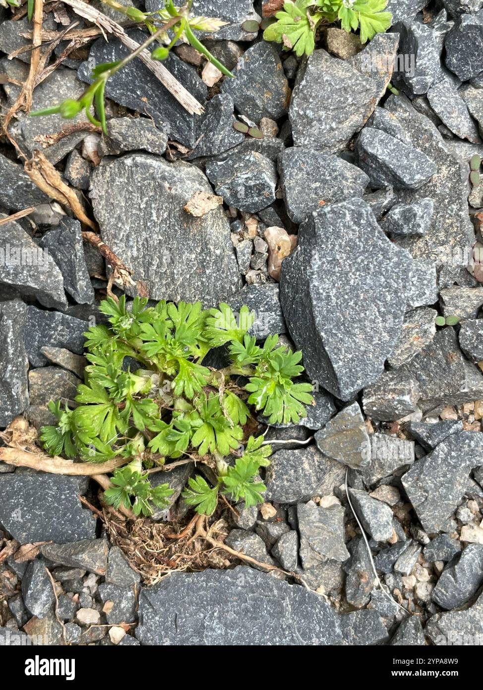 Slender parsley-piert (Alchemilla australis Stock Photo - Alamy