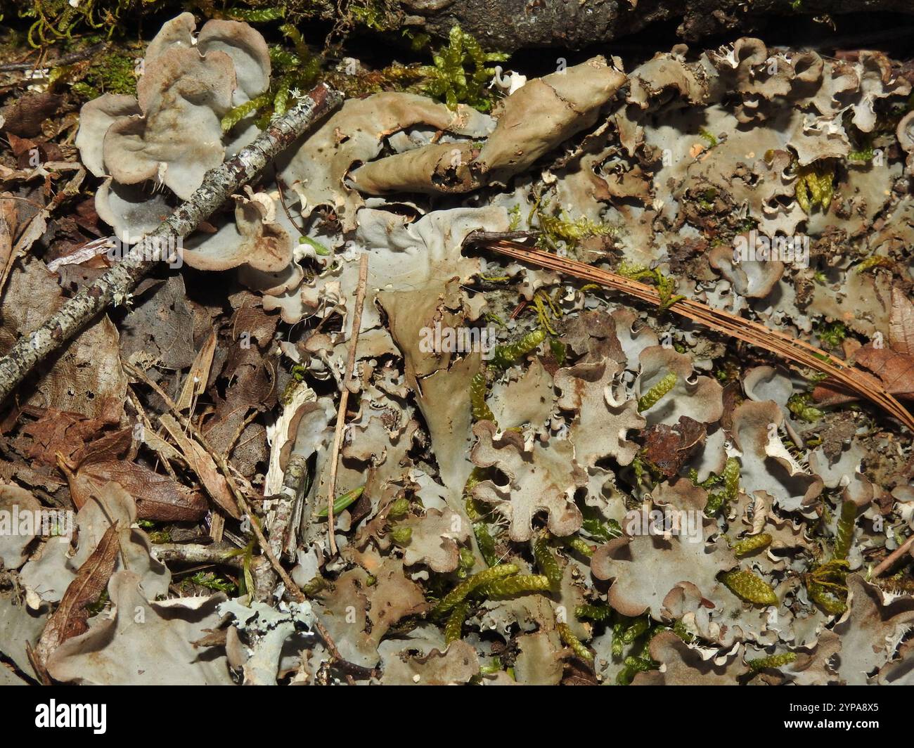 dog pelt lichen (Peltigera canina Stock Photo - Alamy