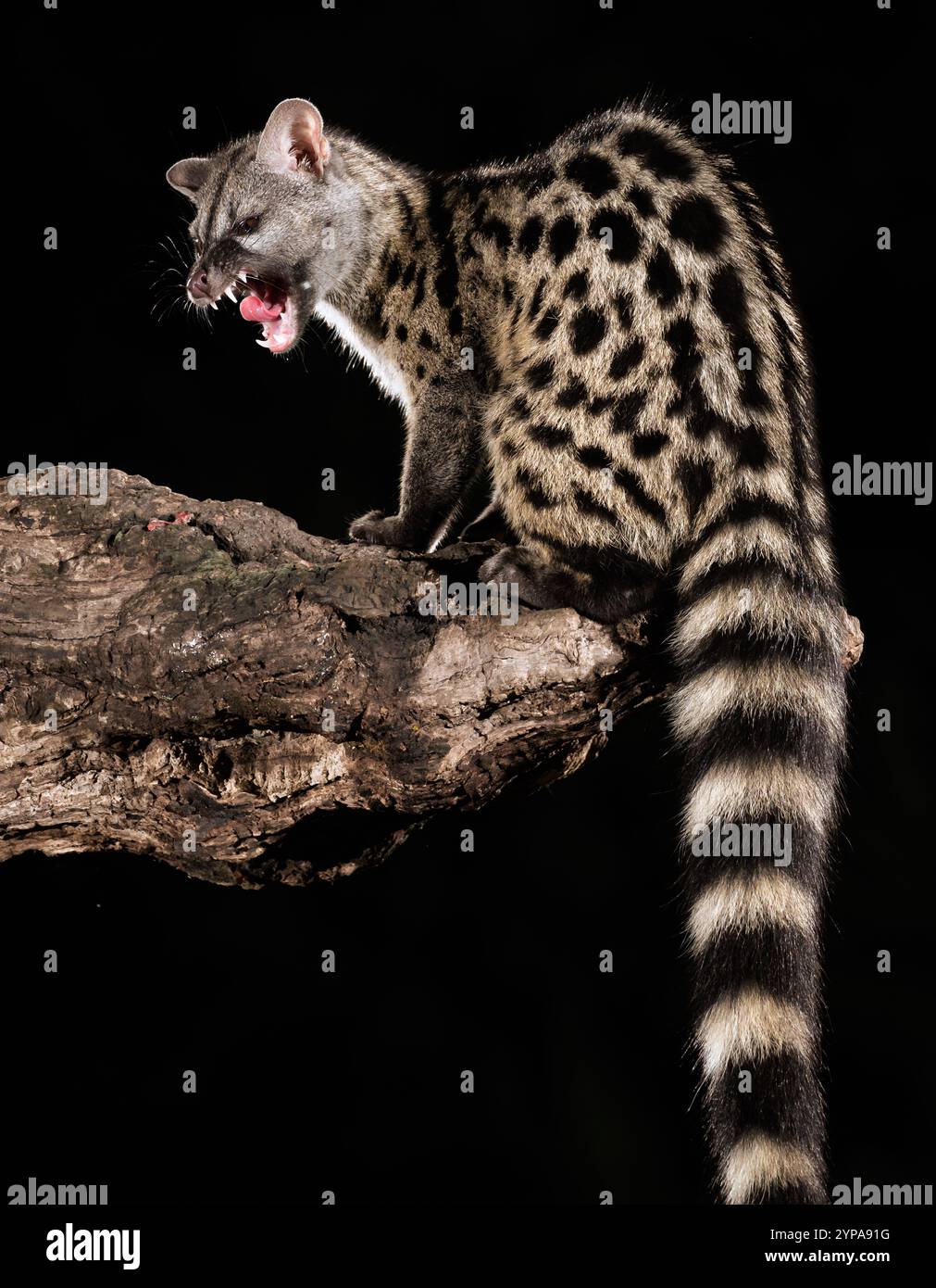 Genet teeth hi-res stock photography and images - Alamy