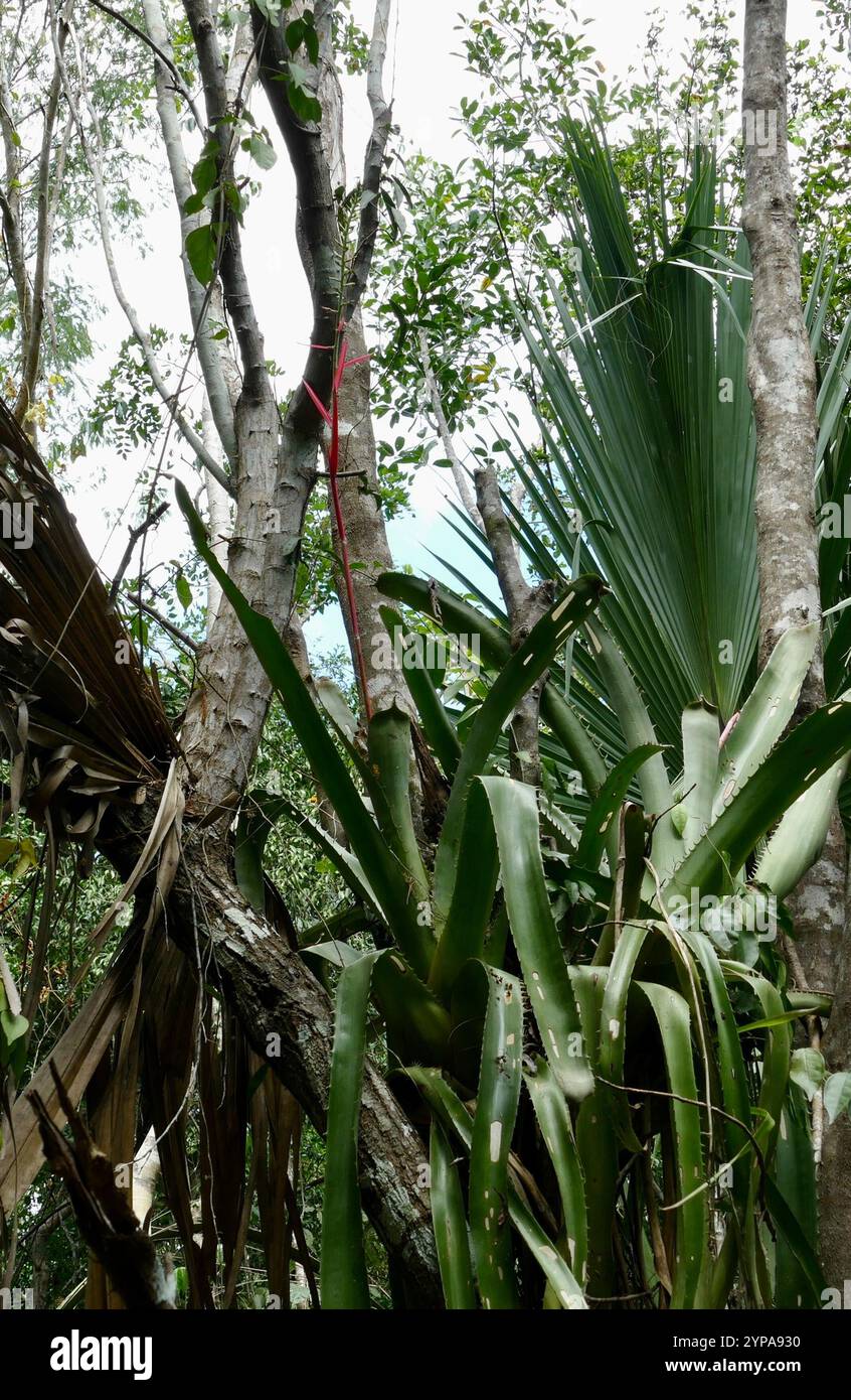 vase bromeliad (Aechmea bracteata Stock Photo - Alamy
