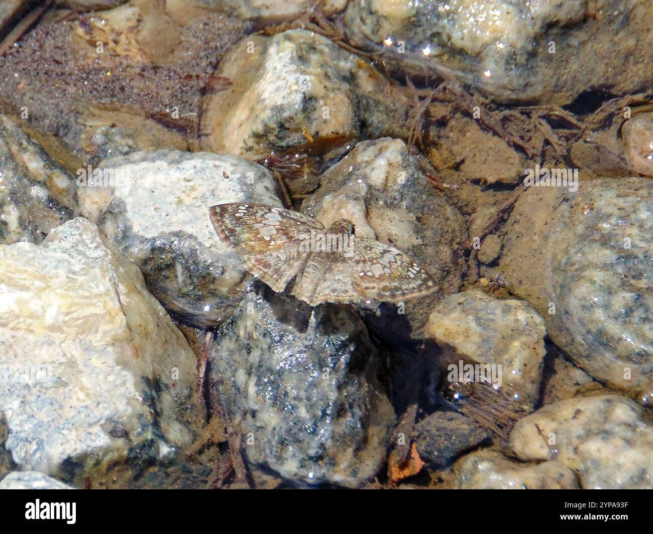 Glassy-winged Skipper (Xenophanes tryxus Stock Photo - Alamy