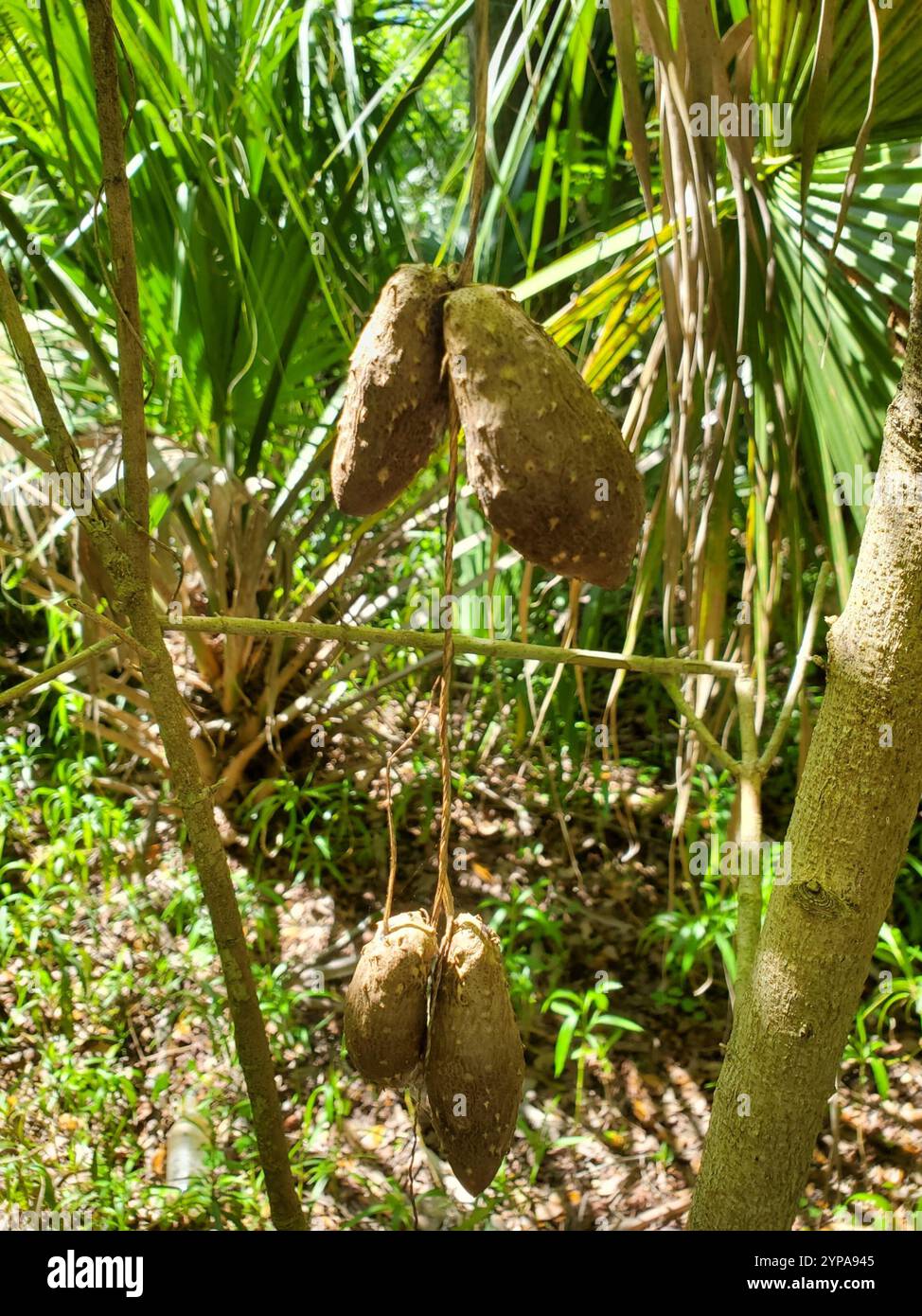 air potato (Dioscorea bulbifera Stock Photo - Alamy