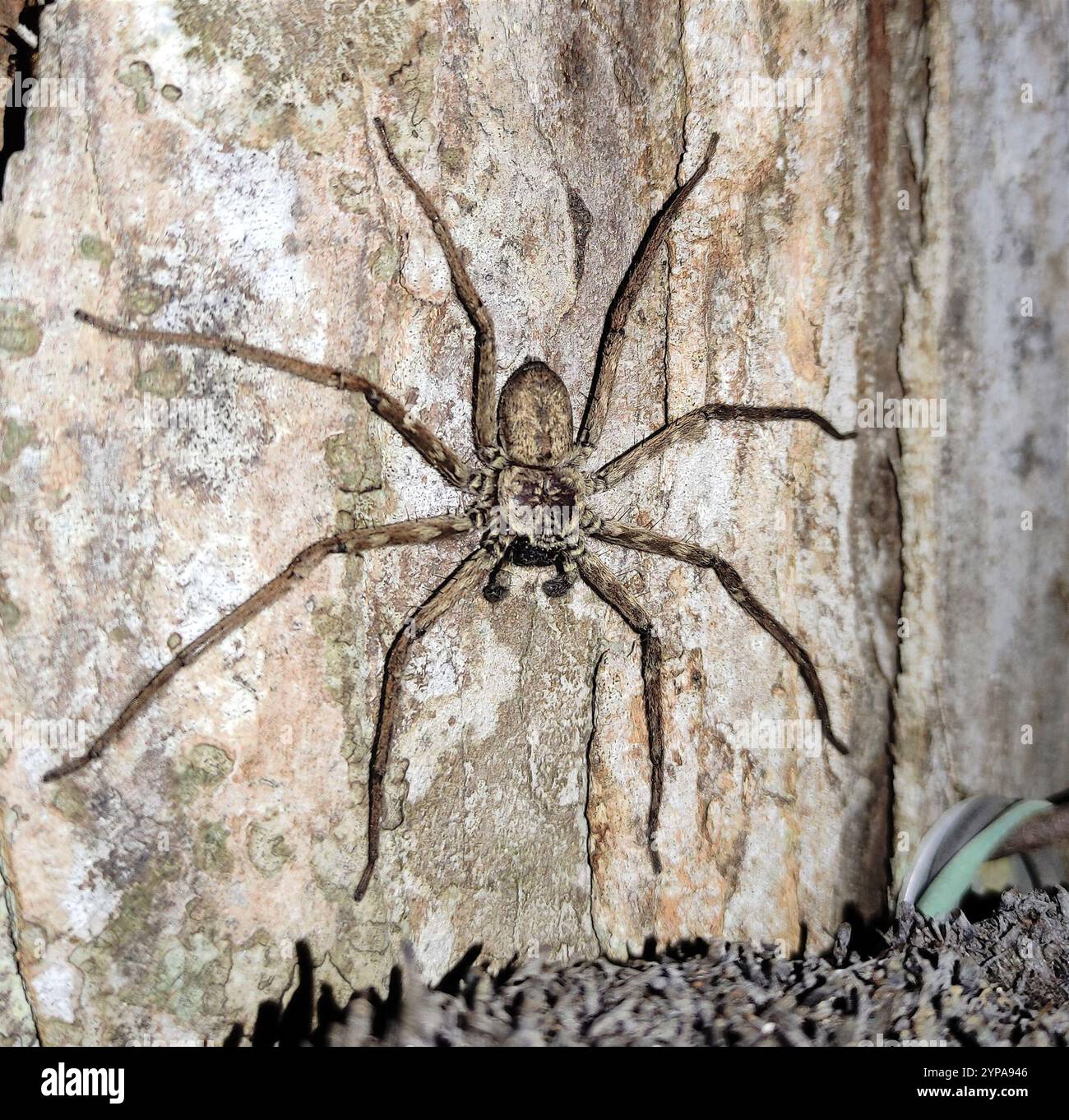 Crescent-eyed Spiders (Selenops Stock Photo - Alamy