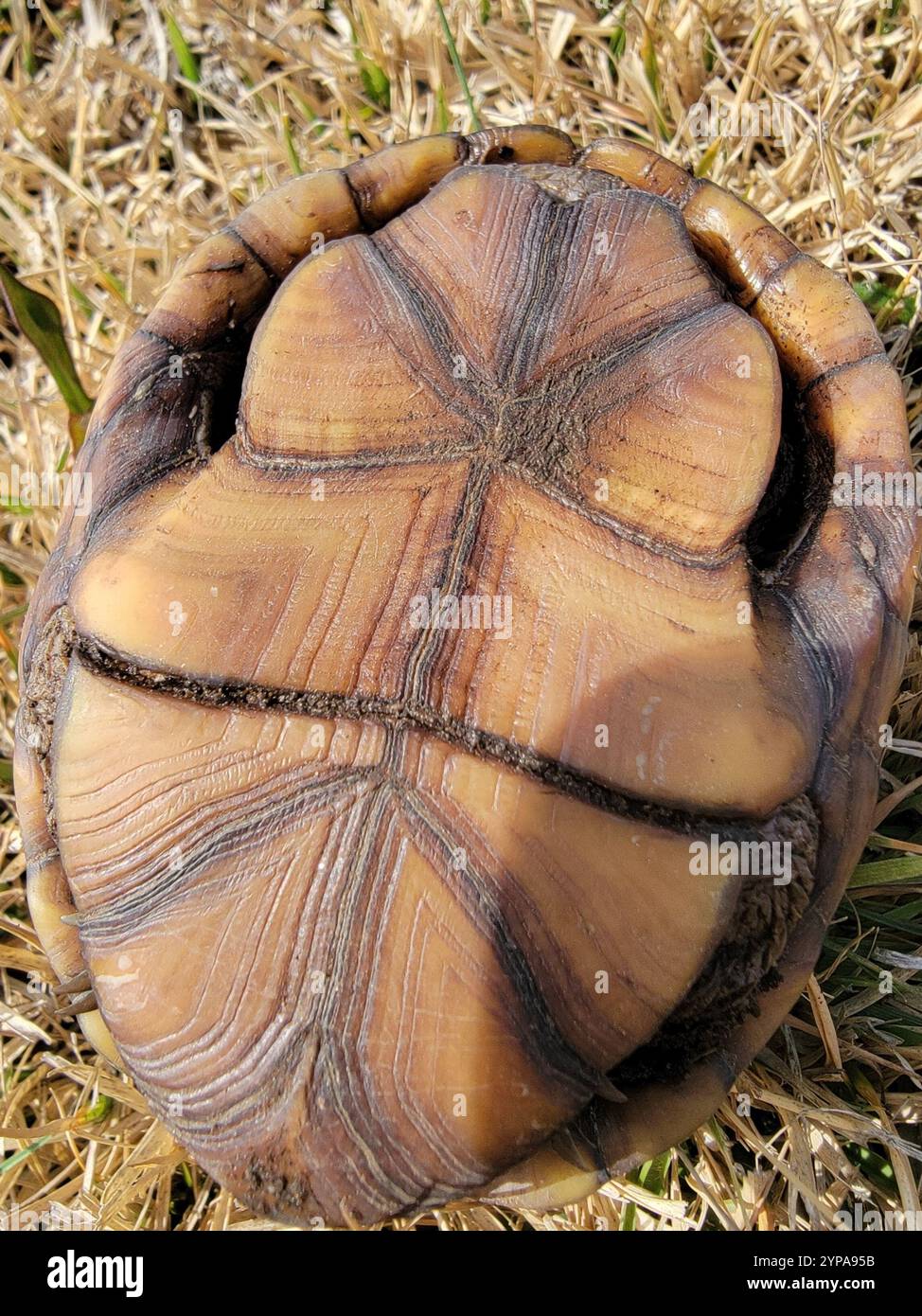 Eastern Mud Turtle (Kinosternon subrubrum Stock Photo - Alamy