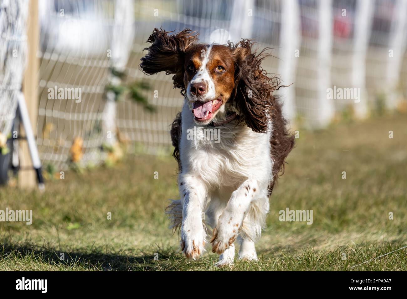 English Springer Spaniel Running Lure Course Sprint Dog Sport Stock ...