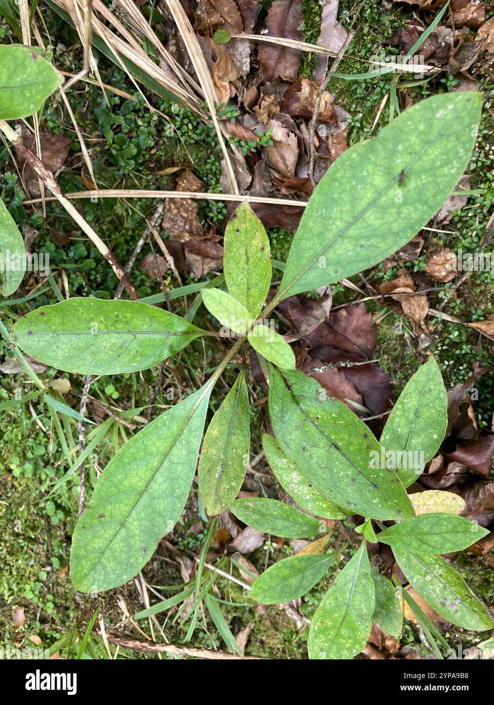 Kanono (Coprosma grandifolia Stock Photo - Alamy