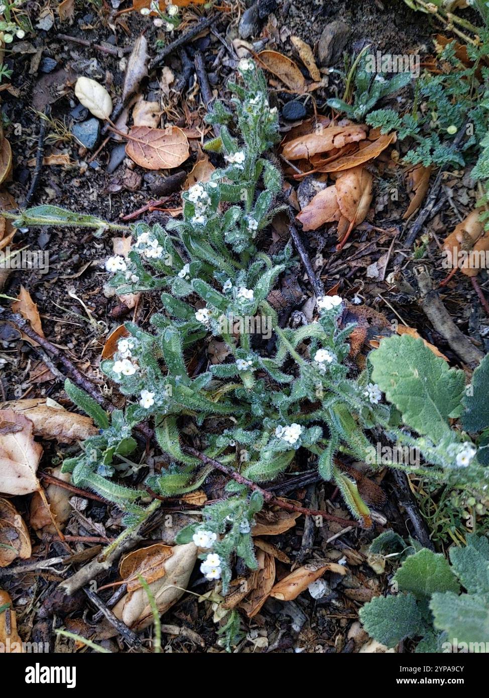 Clearwater cryptantha (Cryptantha intermedia Stock Photo - Alamy