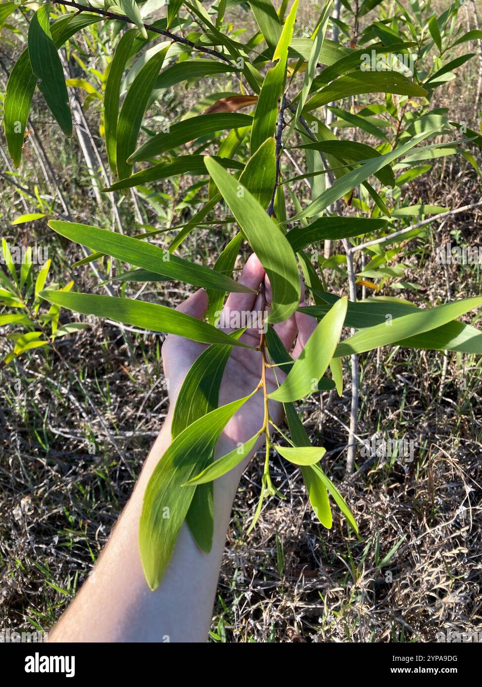 Earpod Wattle (Acacia auriculiformis Stock Photo - Alamy