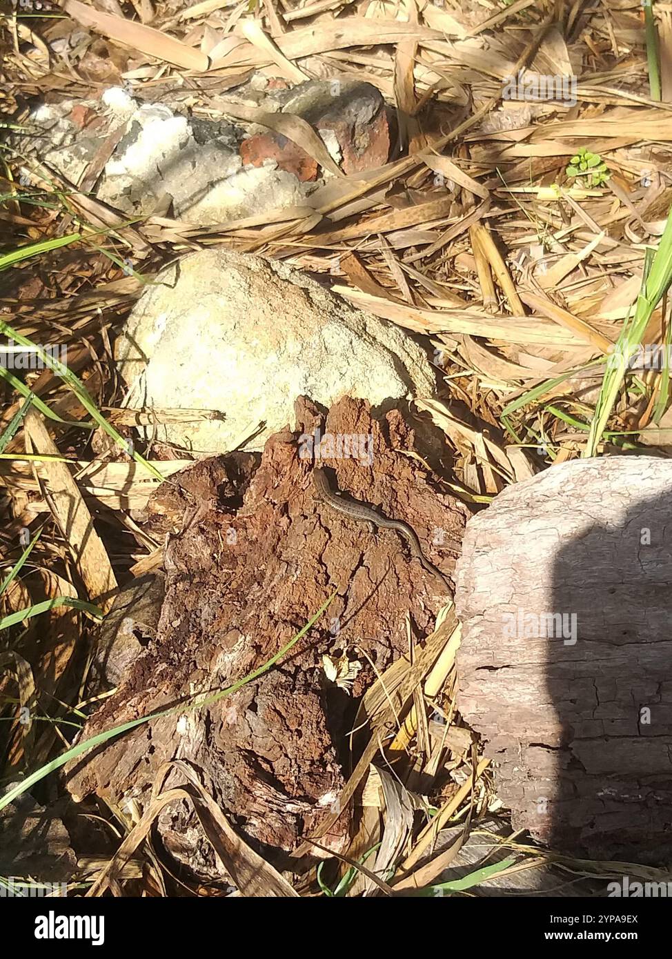 Cape Skink (Trachylepis capensis Stock Photo - Alamy