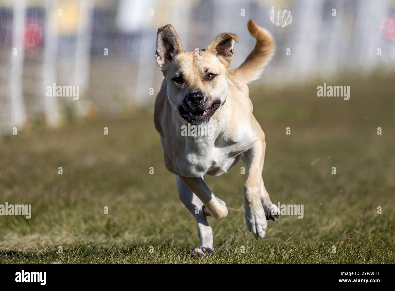 All American Mixed Breed Mutt Running Lure Course Sprint Dog Sport ...