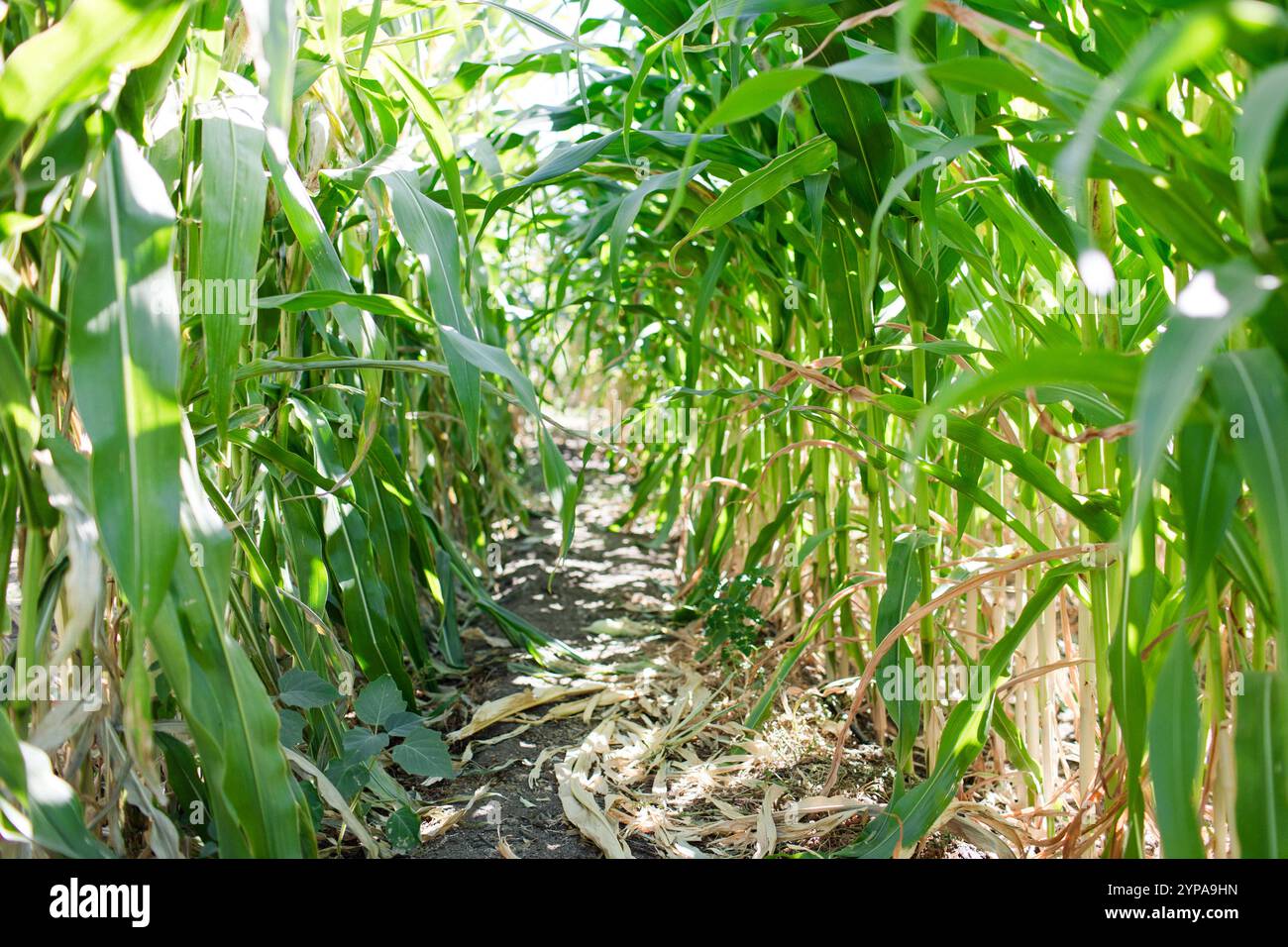 A sunlit path between rows of vibrant green corn plants Stock Photo - Alamy