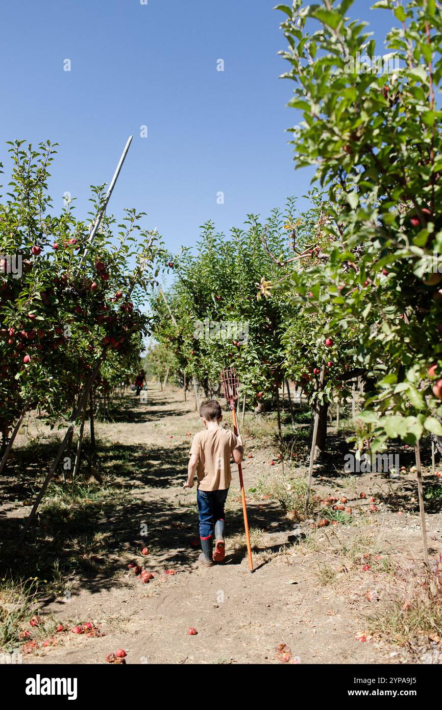 A child walking through an orchard holding an apple picker tool Stock ...