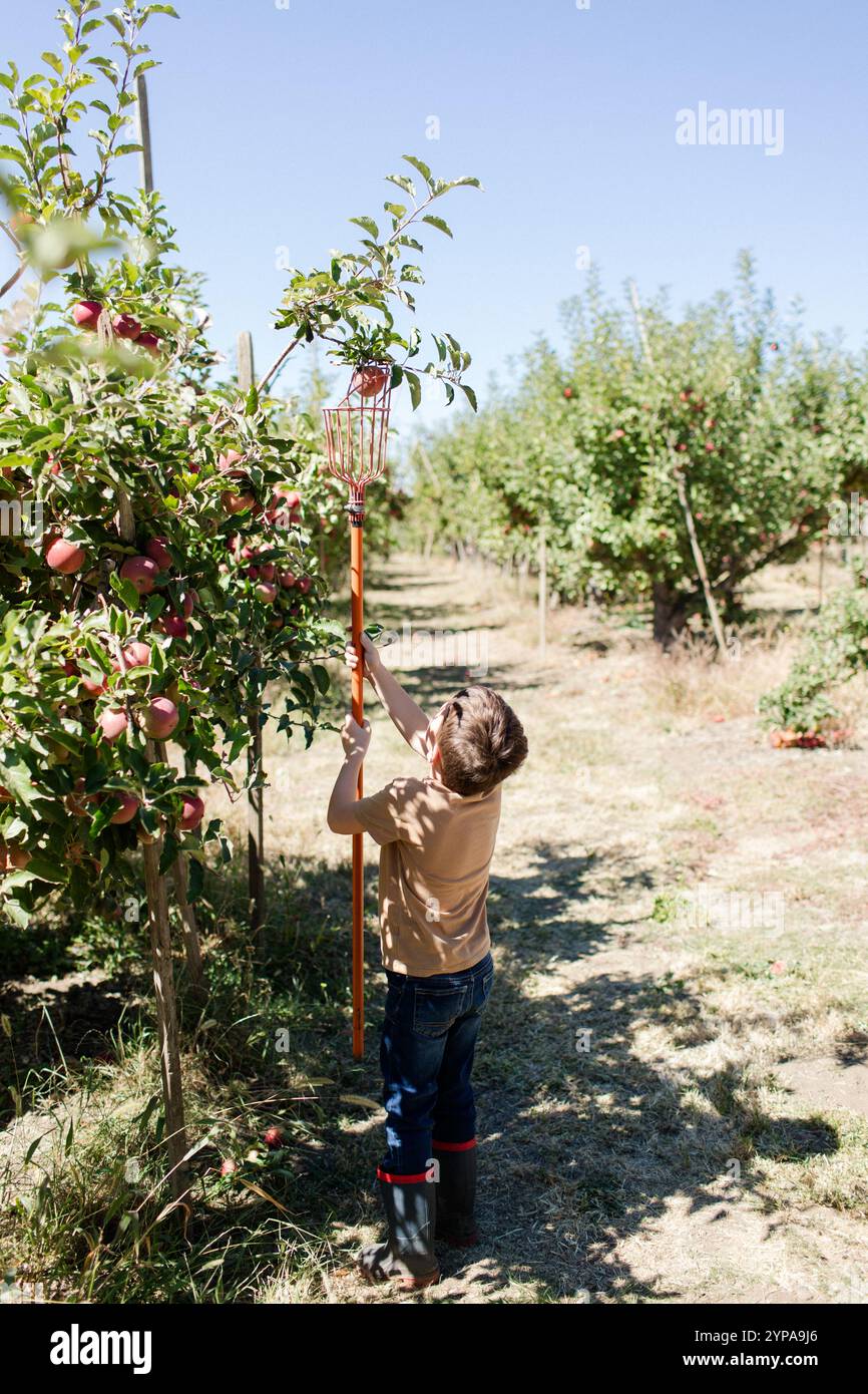 A child using an apple picker tool in a sunny orchard Stock Photo - Alamy