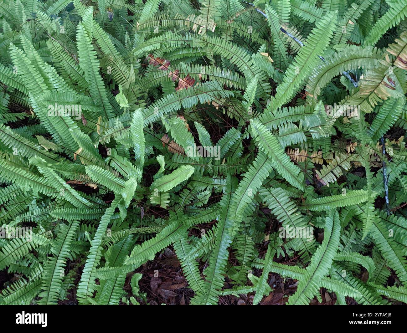 Fishbone Fern (Nephrolepis cordifolia Stock Photo - Alamy