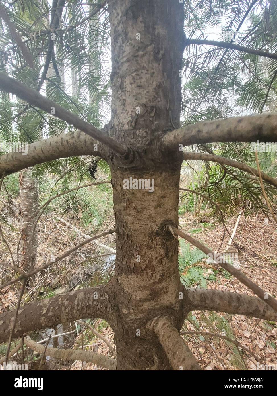 grand fir (Abies grandis Stock Photo - Alamy