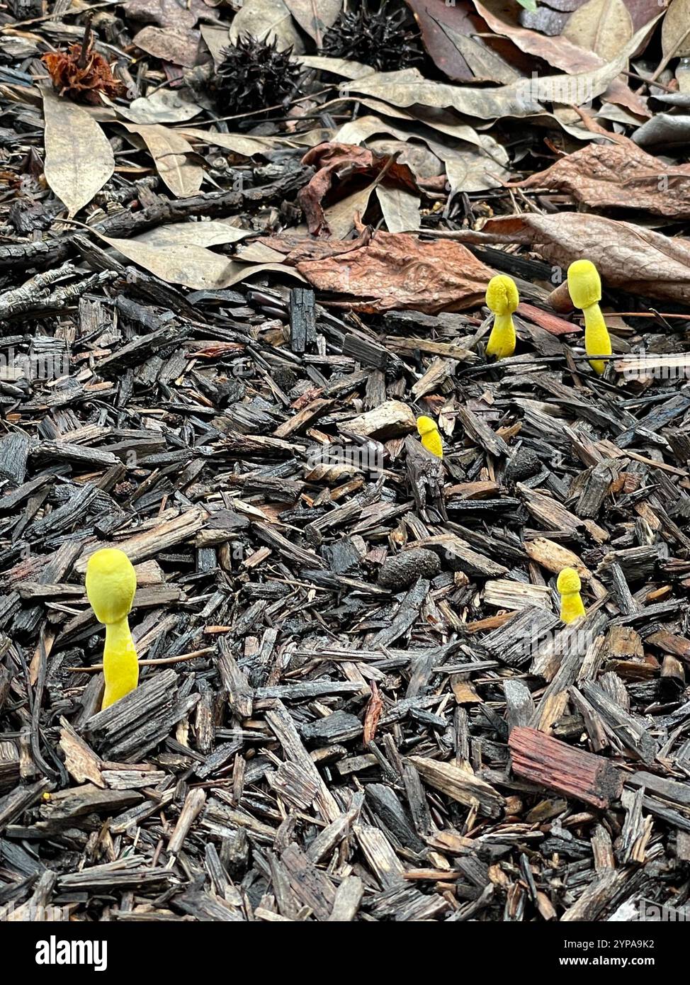 flowerpot parasol (Leucocoprinus birnbaumii Stock Photo - Alamy