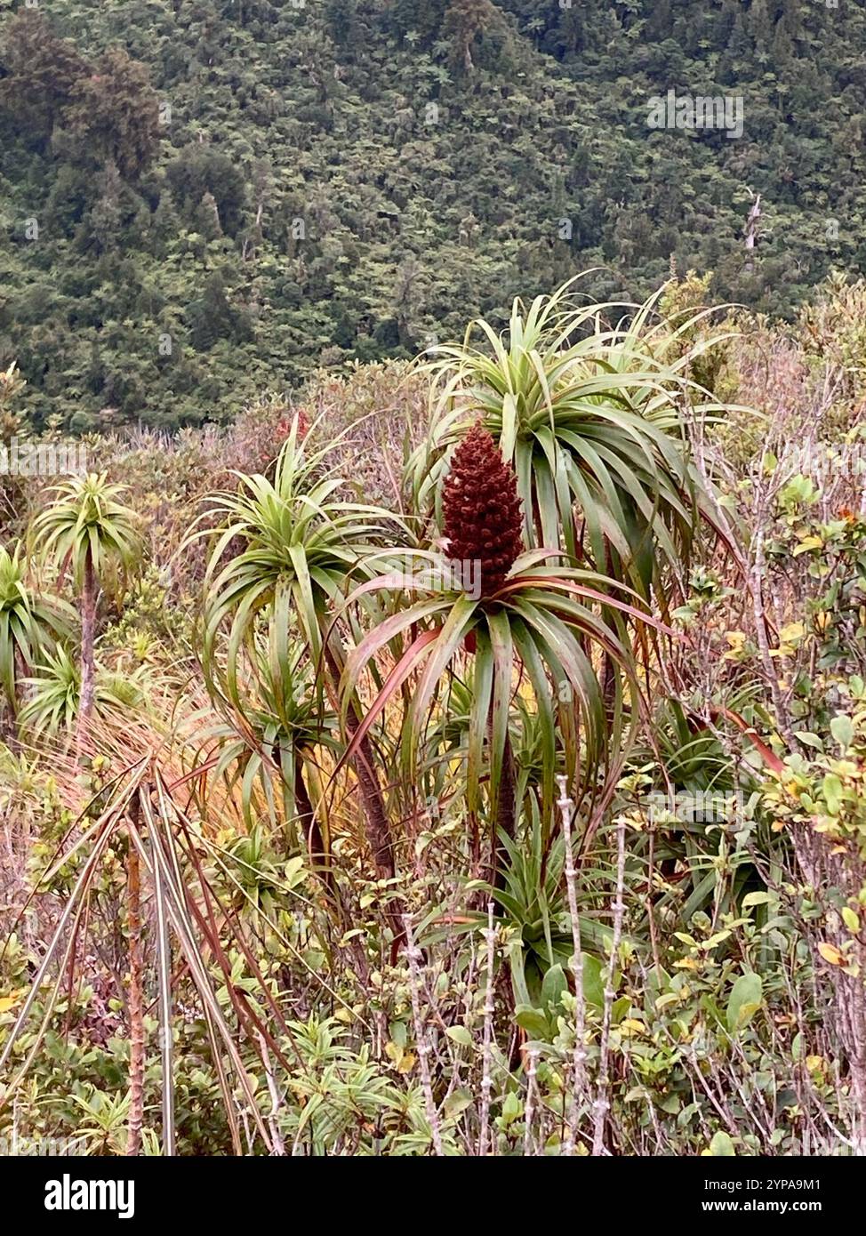 mountain neinei (Dracophyllum traversii Stock Photo - Alamy