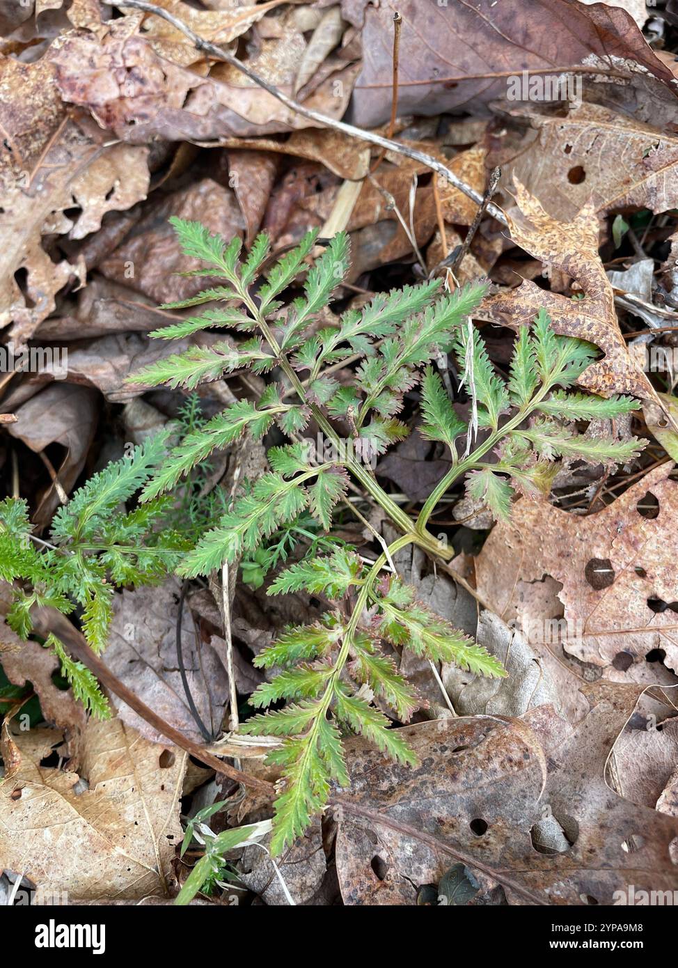 Cutleaf Grapefern (Sceptridium dissectum Stock Photo - Alamy