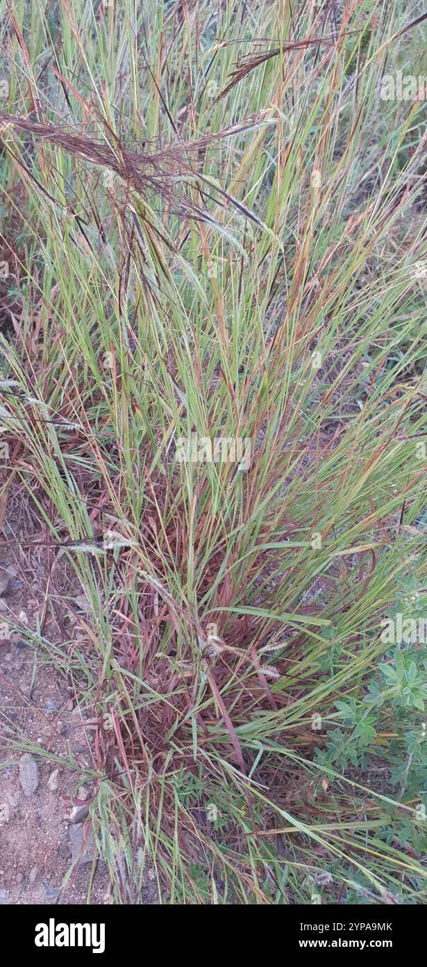 tanglehead (Heteropogon contortus Stock Photo - Alamy