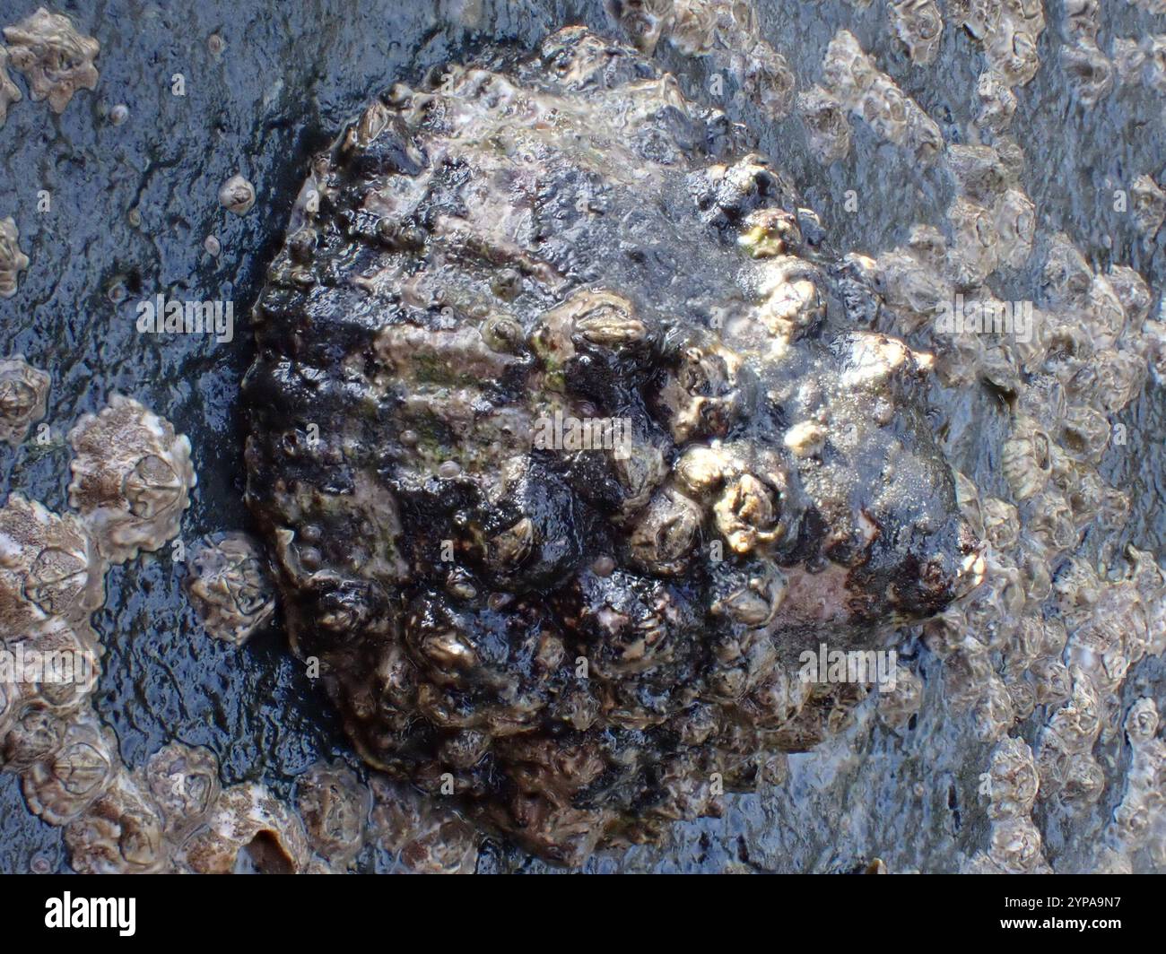 Common European Limpet (Patella vulgata Stock Photo - Alamy