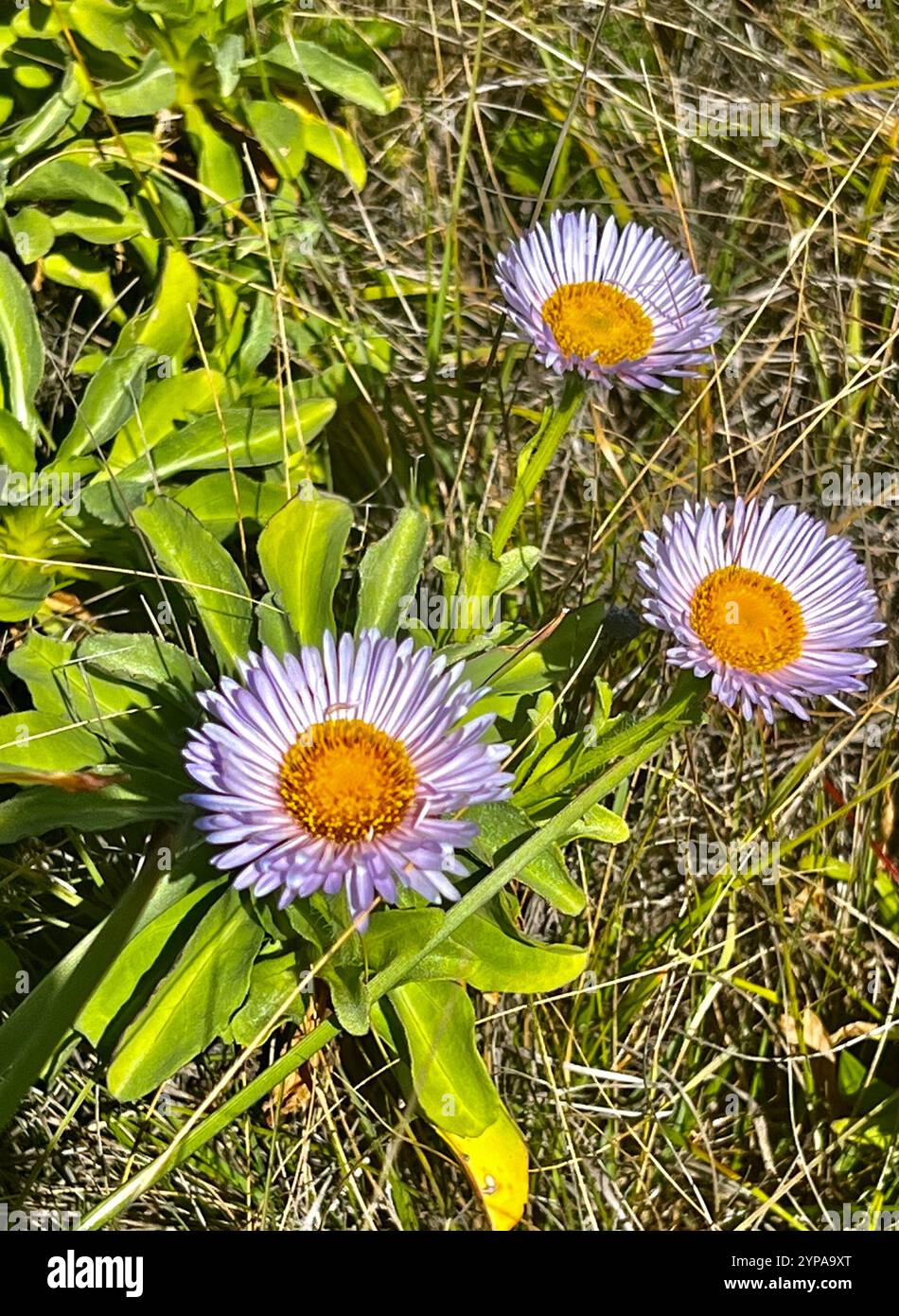 seaside daisy (Erigeron glaucus Stock Photo - Alamy