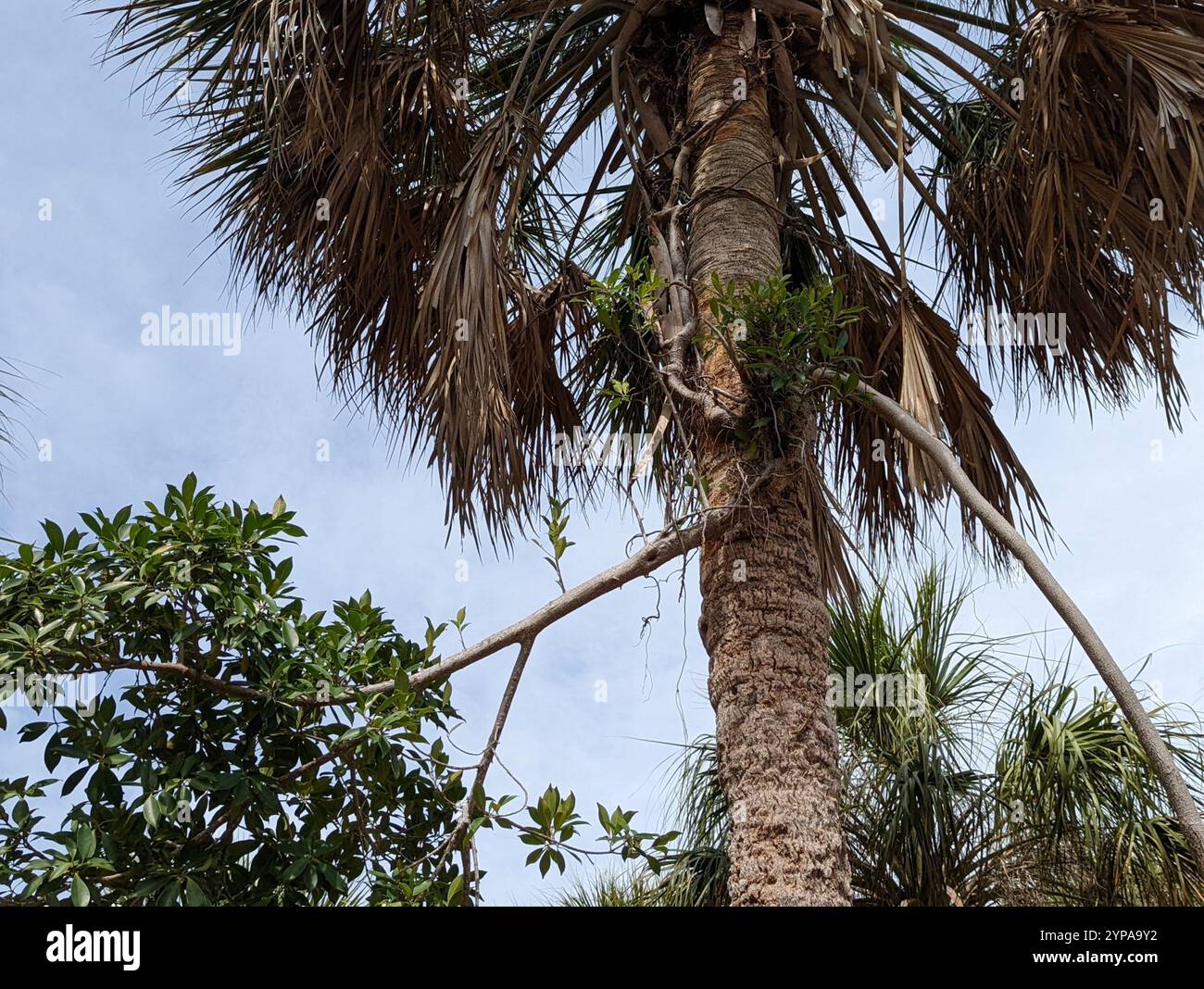 Florida Strangler Fig (Ficus aurea Stock Photo - Alamy