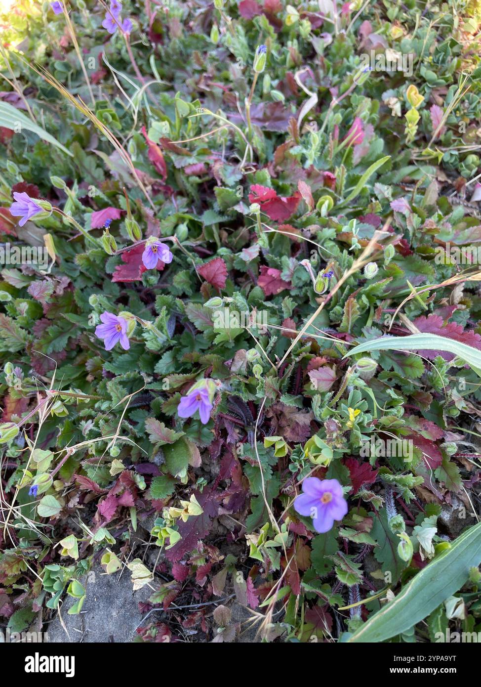 Mediterranean Stork's-bill (Erodium botrys Stock Photo - Alamy