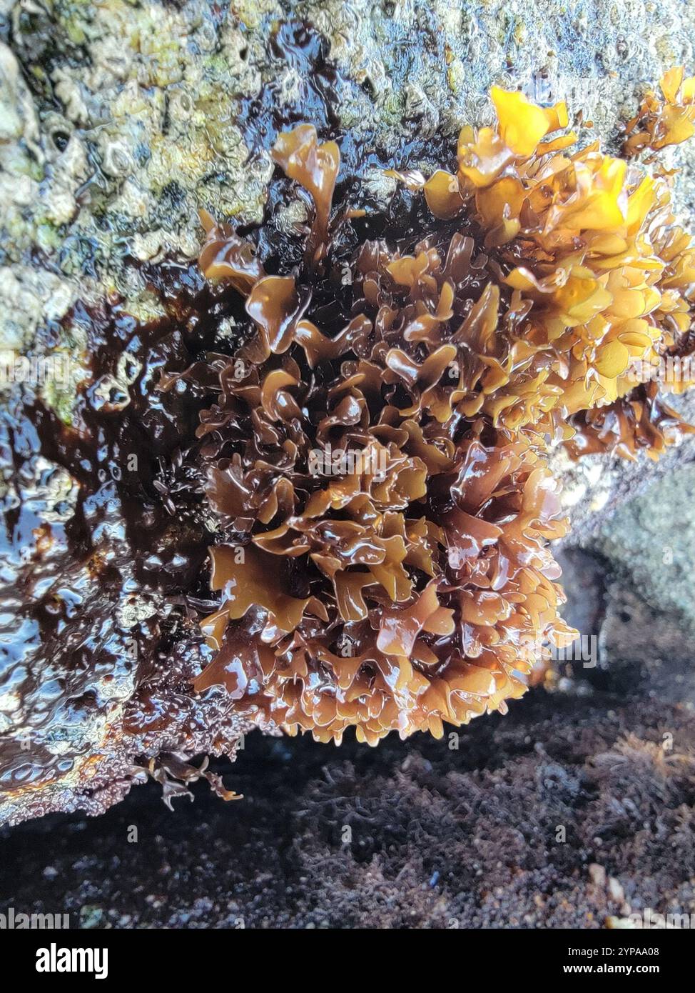 encrusting red algae (Mastocarpus Stock Photo - Alamy