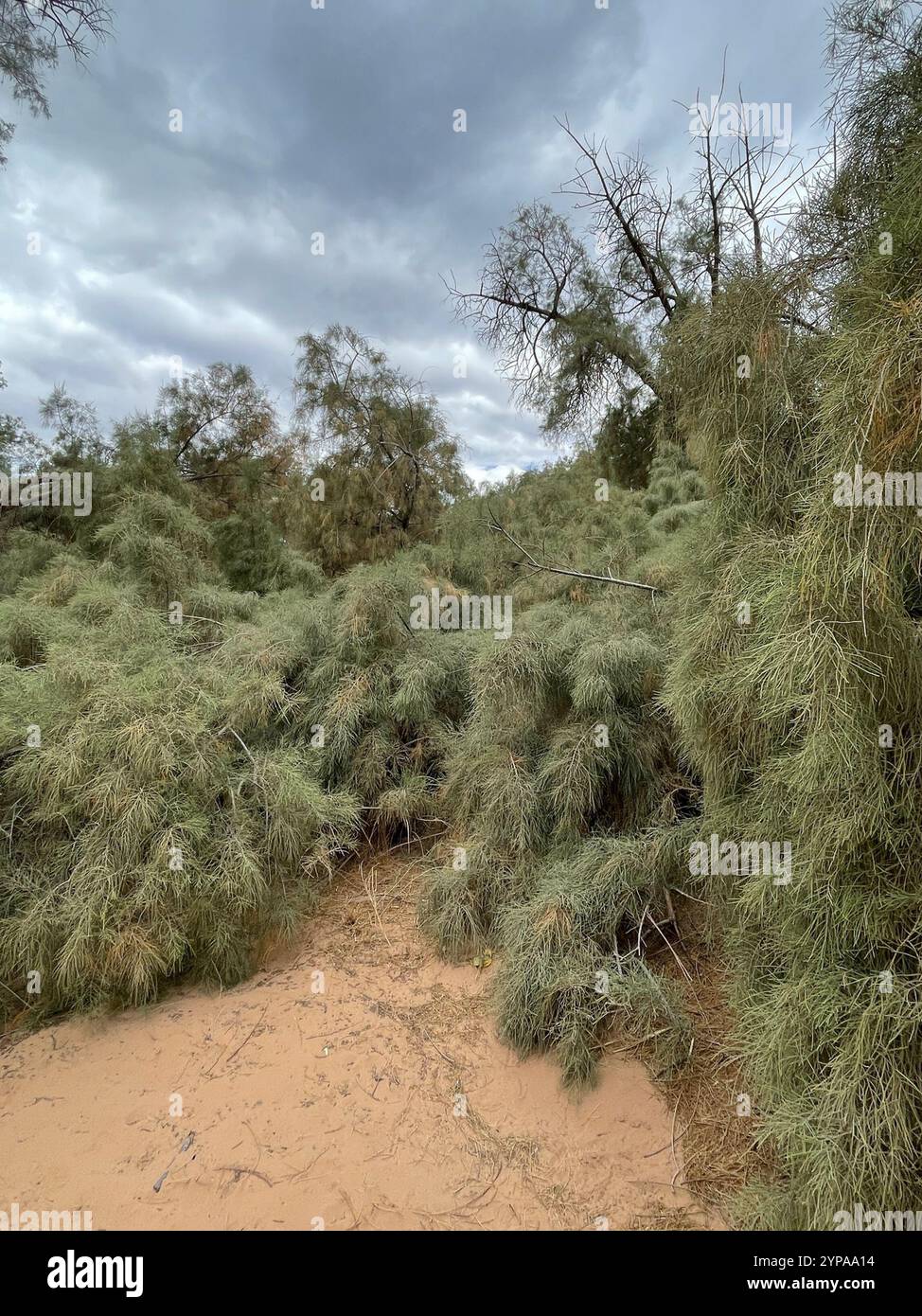 Tamarix aphylla hi-res stock photography and images - Alamy