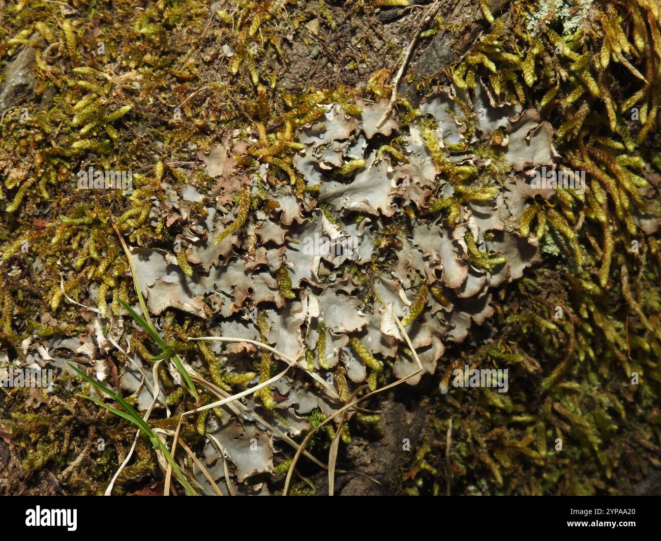 scaly pelt lichen (Peltigera praetextata Stock Photo - Alamy